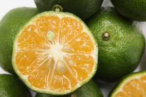 Shikuwasa (Citrus depressa) – Facts, photos and ways to use it ...
