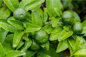 Shikuwasa (Citrus depressa) – Facts, photos and ways to use it ...