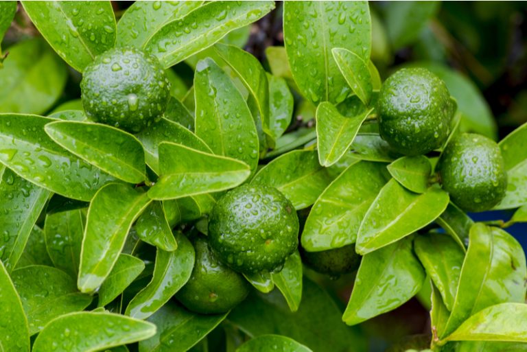 Shikuwasa (Citrus depressa) – Facts, photos and ways to use it ...